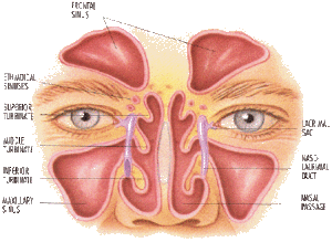 Anatomy of nose and turbinates - Isaac Namdar, MD